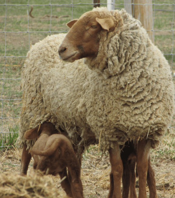 Natural Remedies: Toxemia/Twin Lambing Disease in Sheep | Do You Know ...