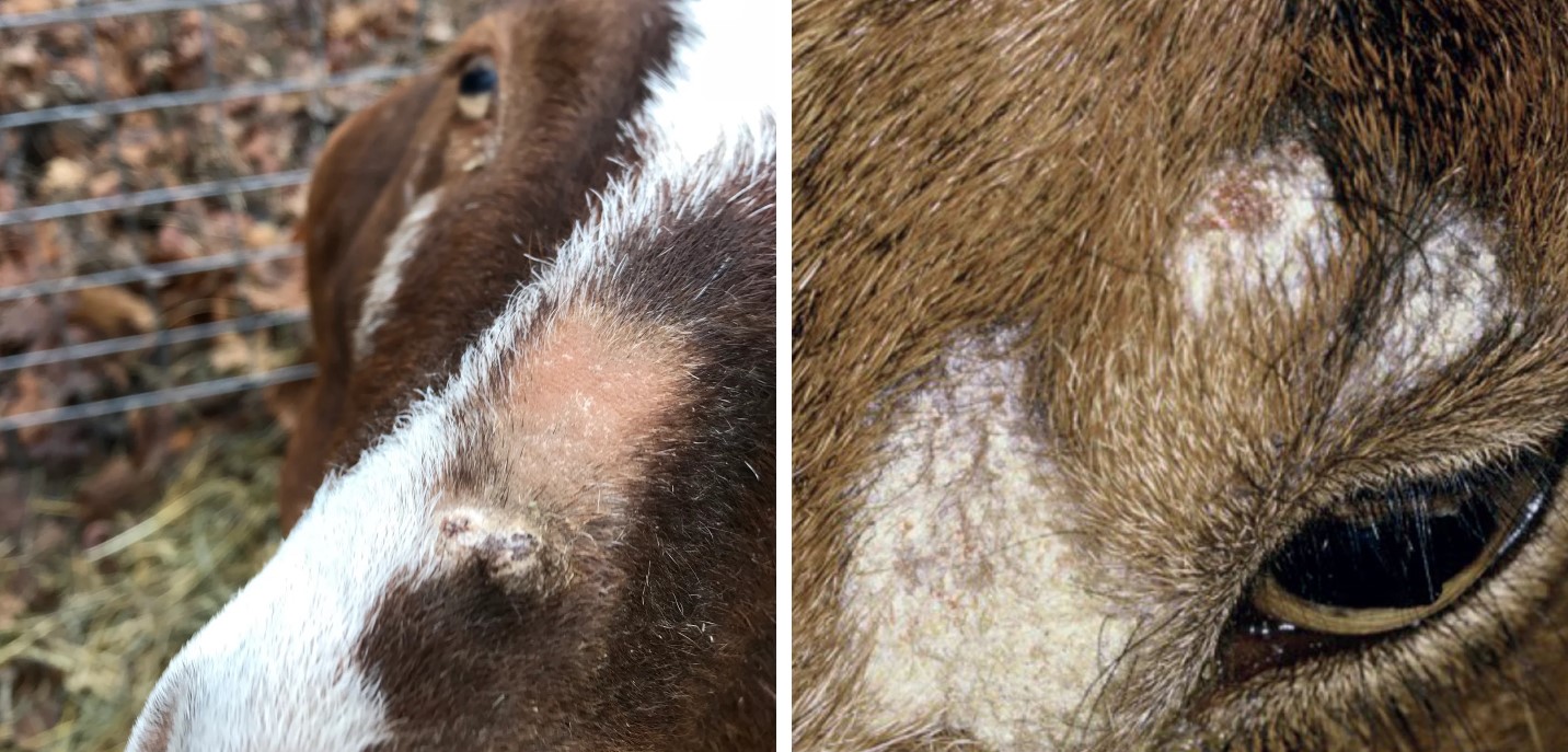 Treating Ringworm | Do You Know My Father?