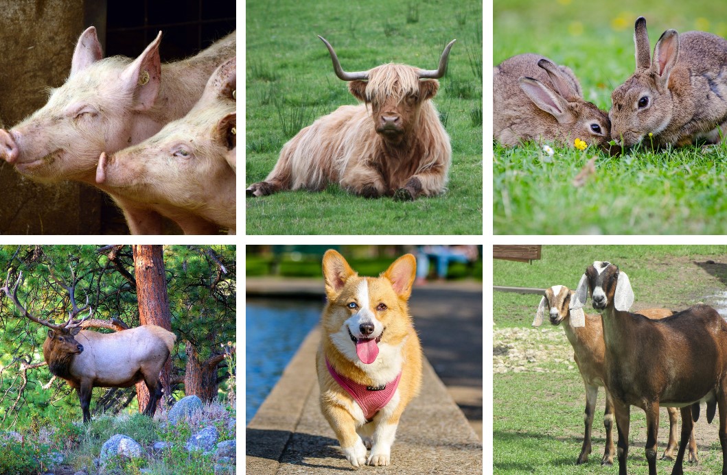 *Podcast* Which Animals Does The Bible Say Are Clean and Unclean For ...